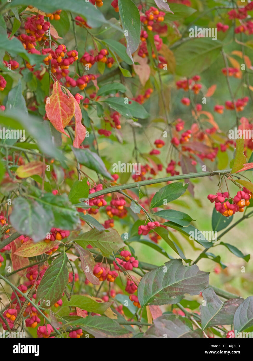 European Spindle Euonymus europaeus in autumn in Lapland Finland Stock ...