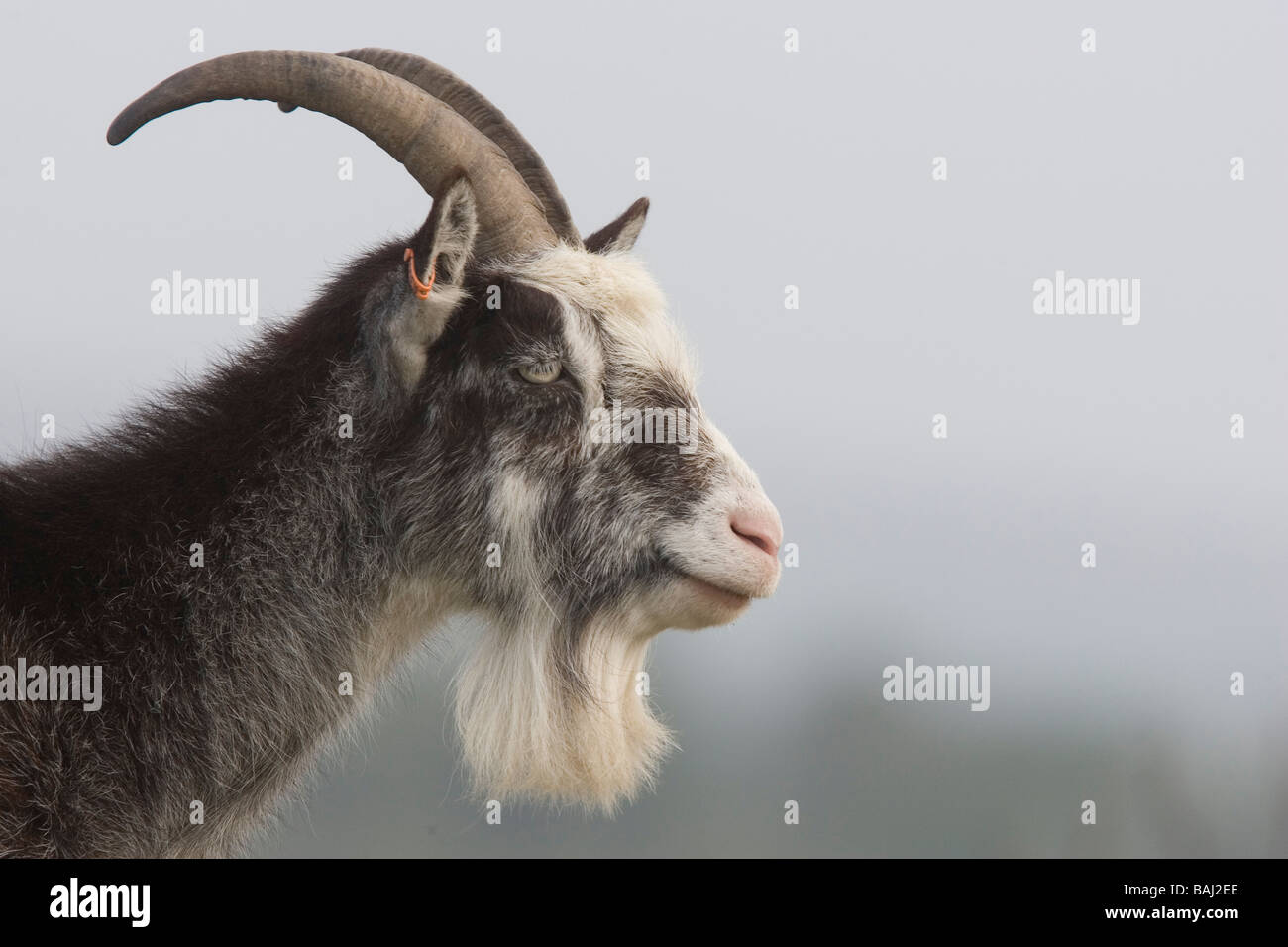 British Primitive Goat at Cheddar Gorge, Somerset Stock Photo - Alamy