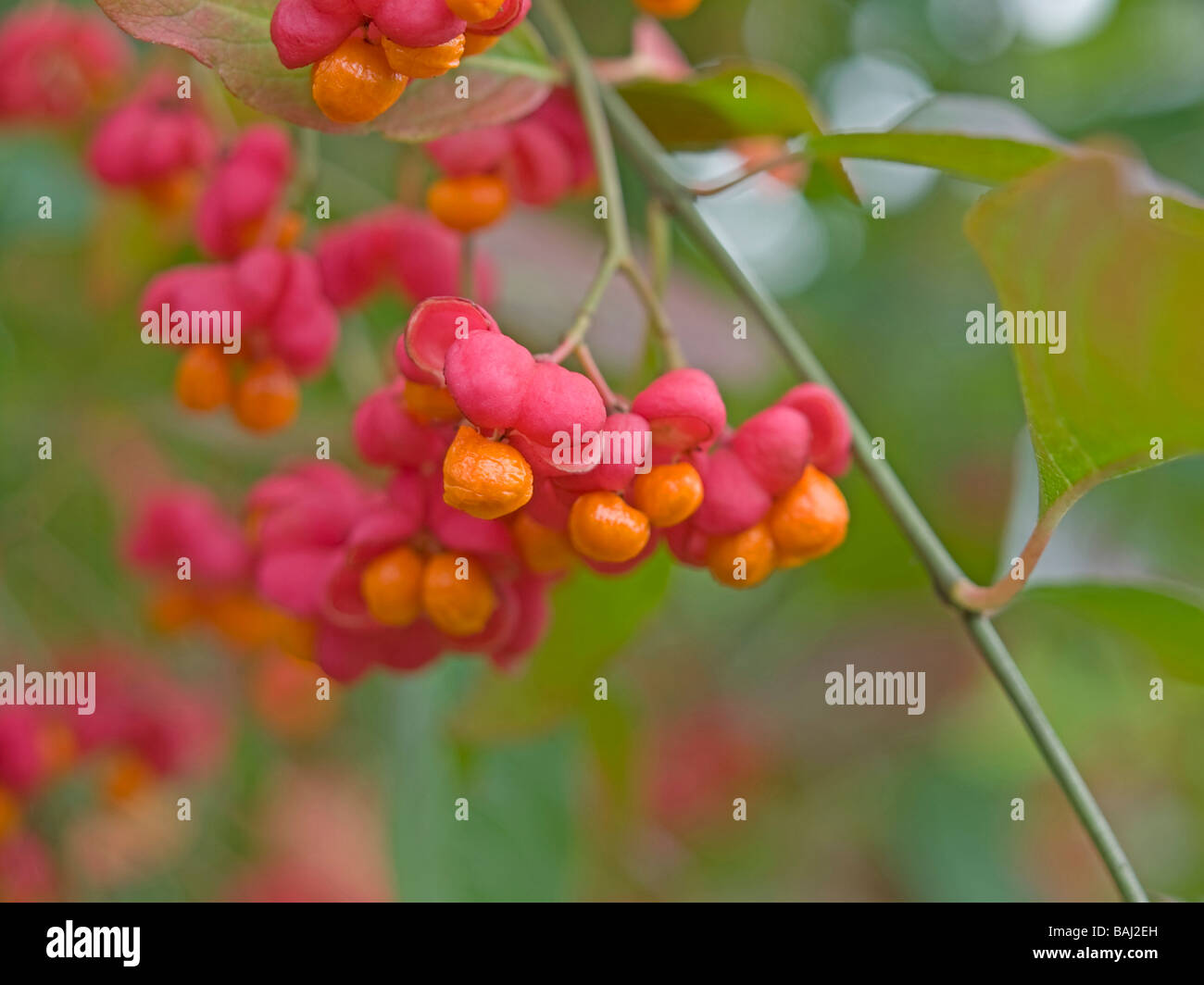 European spindle euonymus europaeus hi-res stock photography and images ...