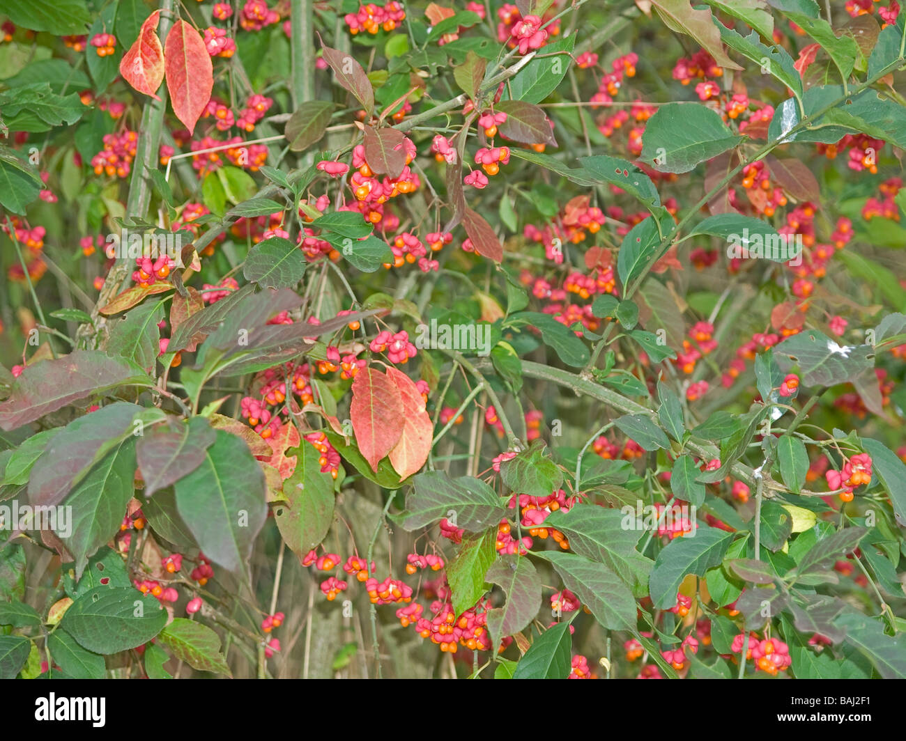 European Spindle Euonymus europaeus in autumn in Lapland Finland Stock ...