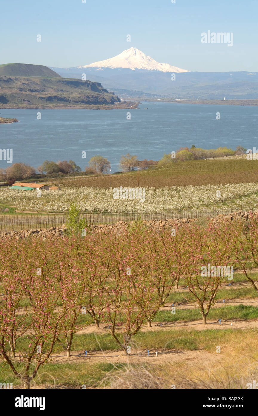 Cherry tree and river hi-res stock photography and images - Alamy