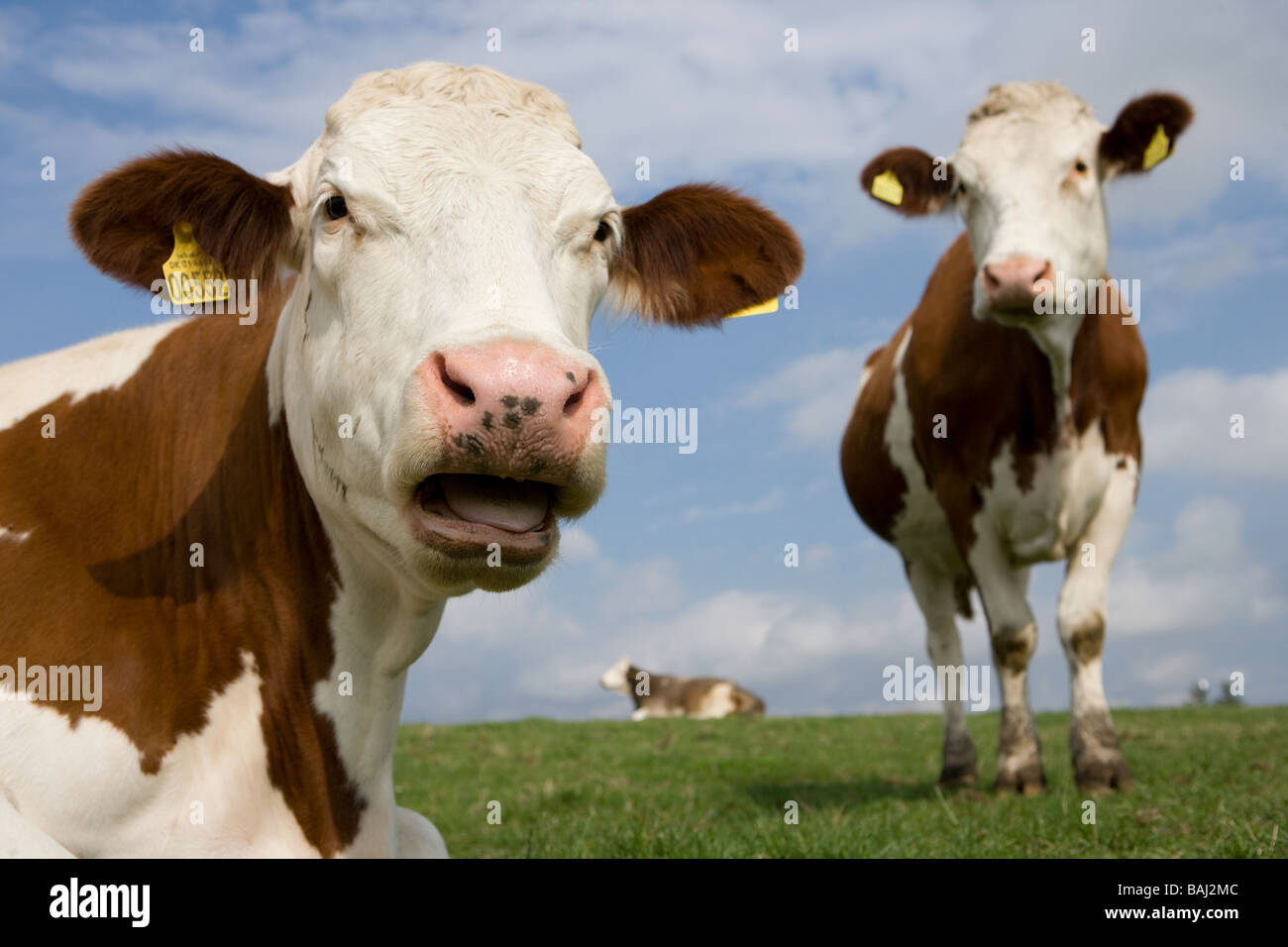Denmark dairy industry hi-res stock photography and images - Alamy