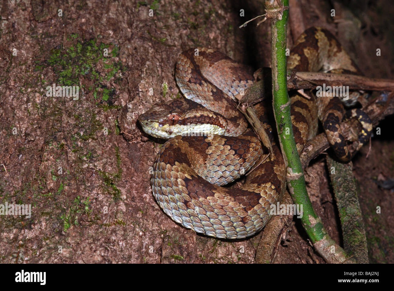 Arboreal viper, Western Ghats, Karnataka, India Stock Photo - Alamy