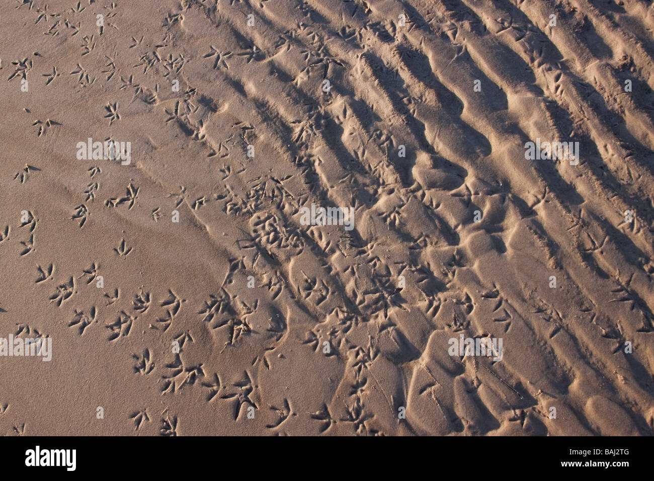 Bird tracks, St Marks National Wildlife Refuge, Florida Stock Photo - Alamy