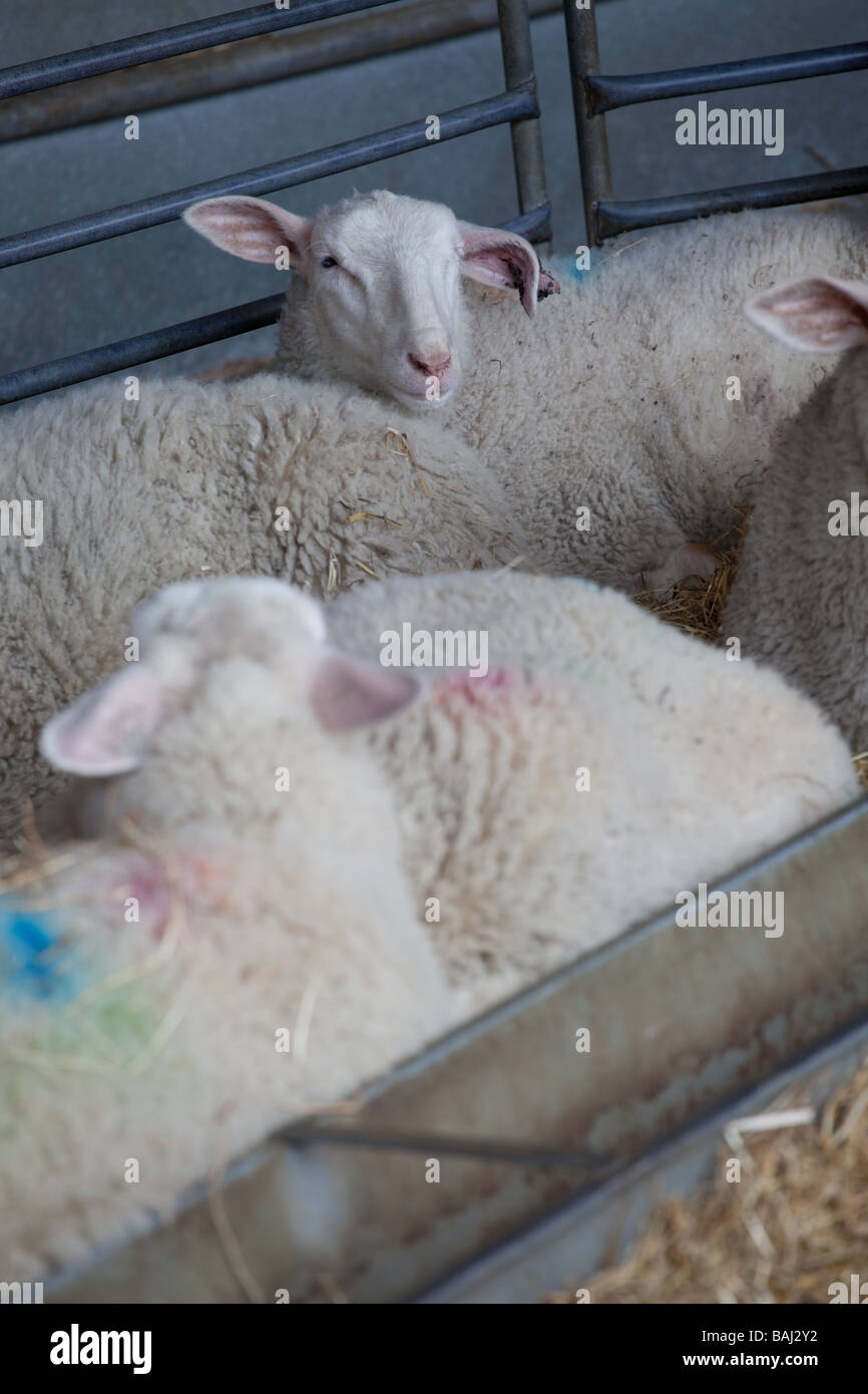 Sheep in a pen Stock Photo - Alamy