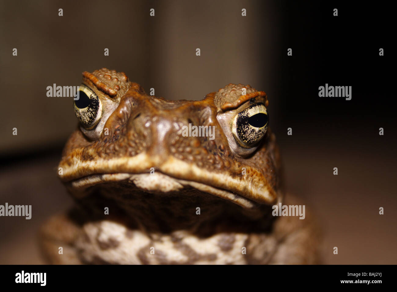 Grumpy Toad High Resolution Stock Photography and Images - Alamy