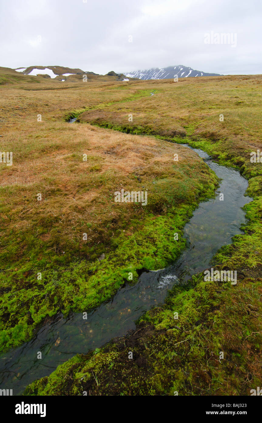 Arctic moss hi-res stock photography and images - Alamy