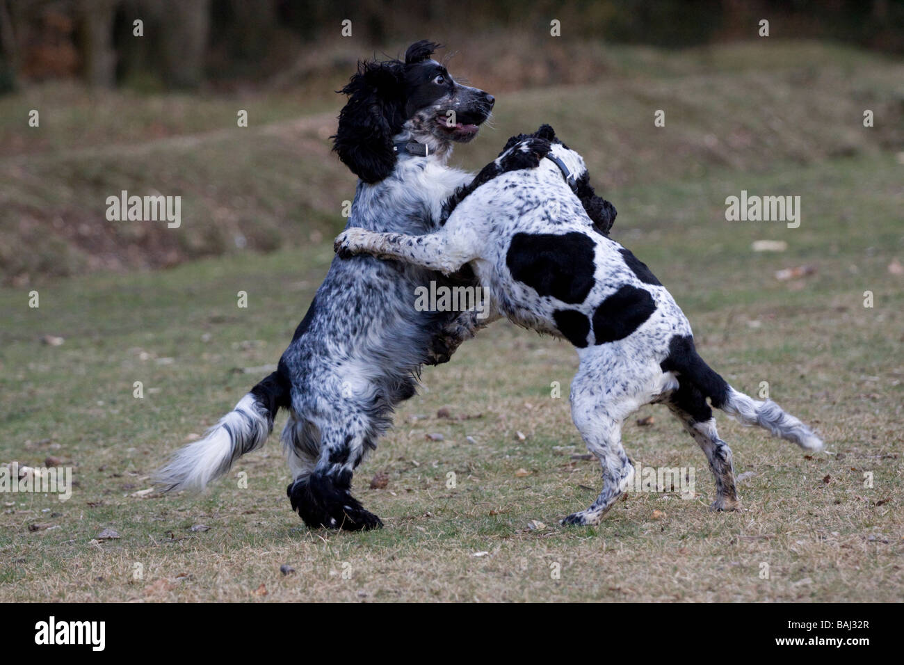 Two Spaniels Playing Stock Photo - Alamy