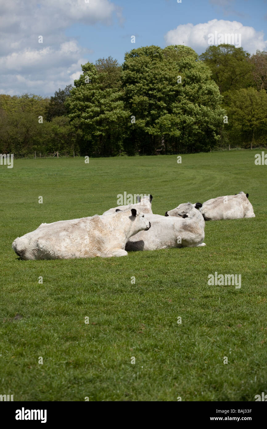 Mad cows hi-res stock photography and images - Alamy
