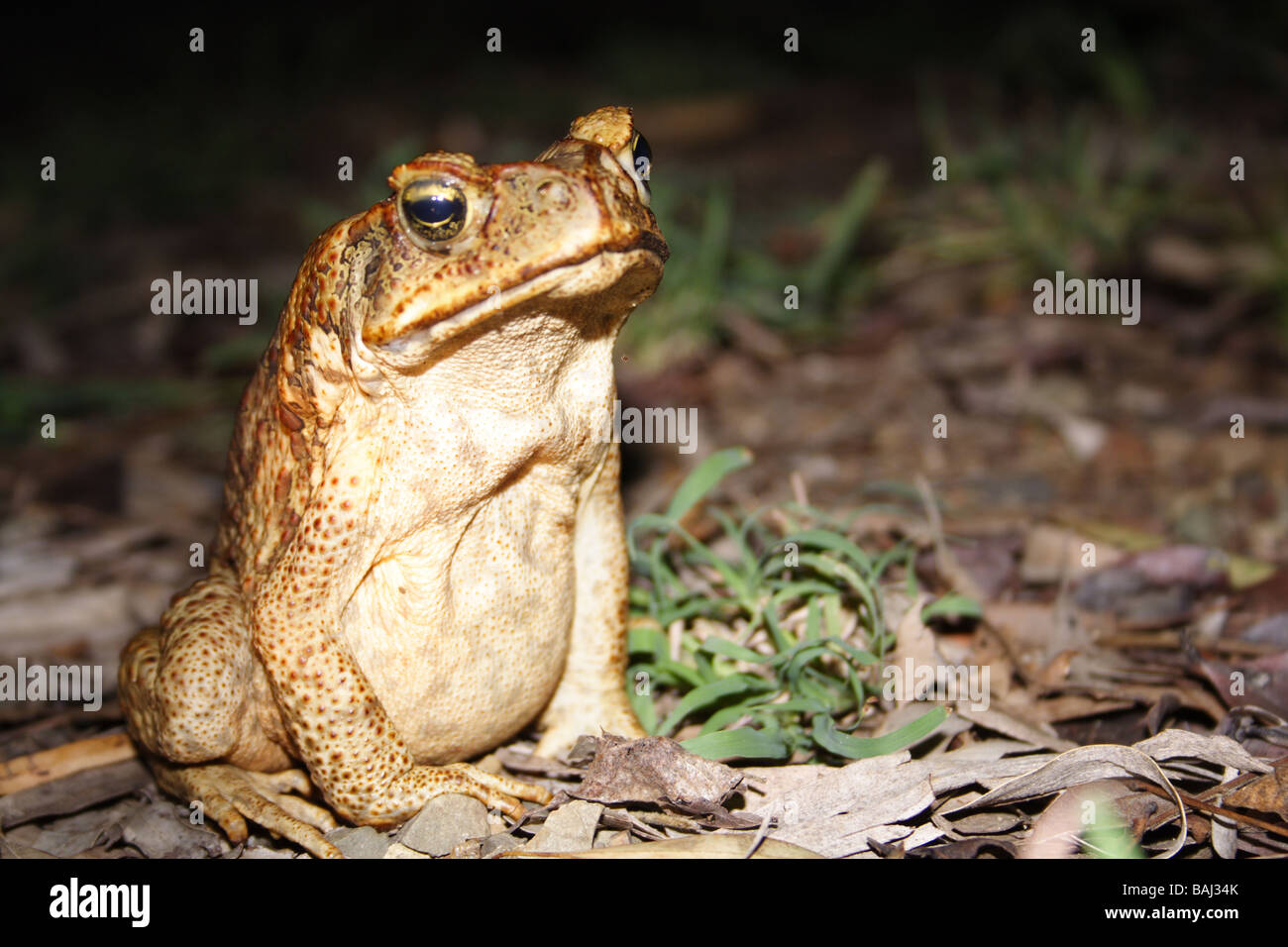 Cane toad sits up, Australia Stock Photo - Alamy
