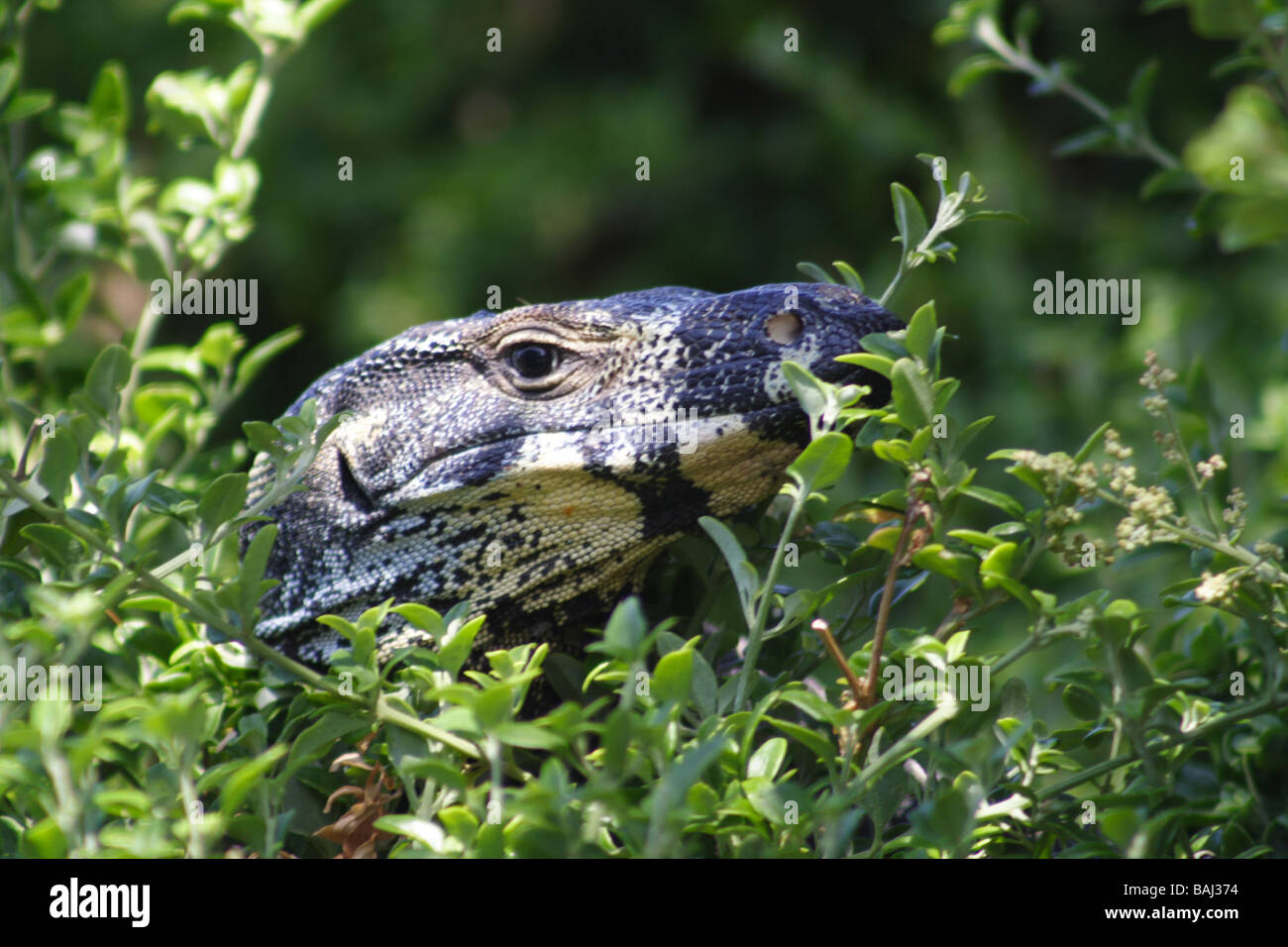 A lace monitor portrait, Australia Stock Photo - Alamy