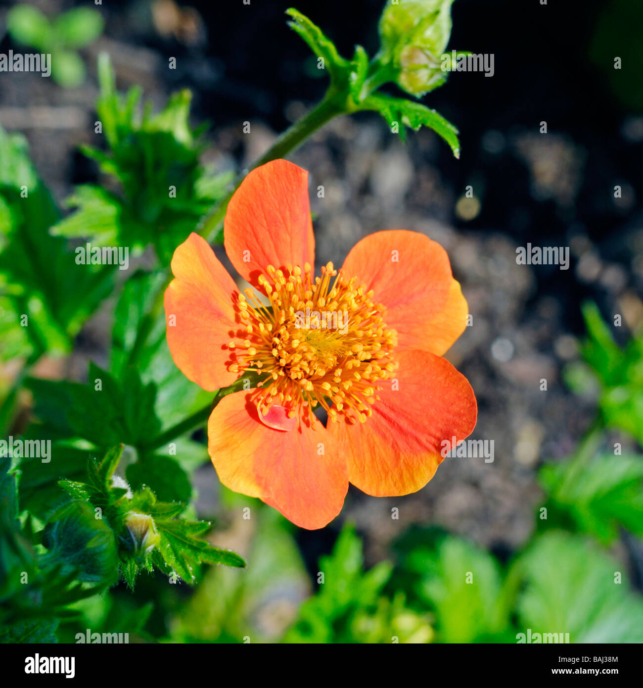 Orange geum hi-res stock photography and images - Alamy