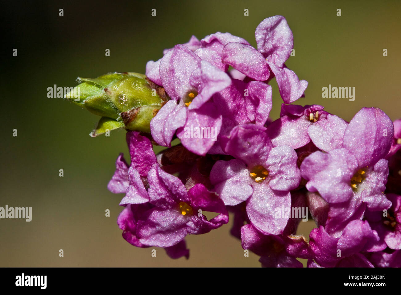 Daphne flowers hi-res stock photography and images - Alamy