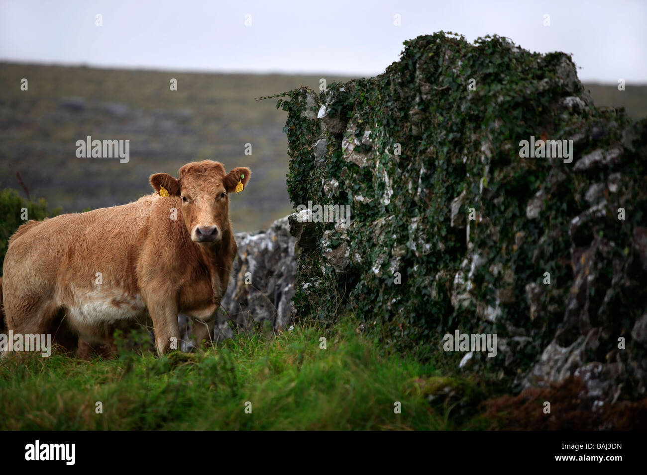 Stone Walls and Cow Ireland Stock Photo - Alamy