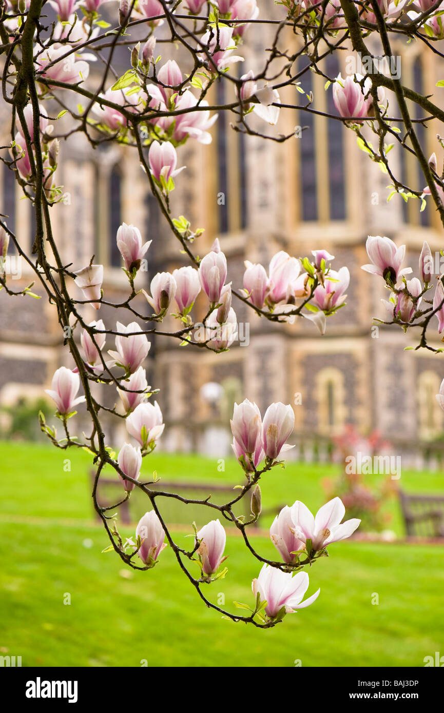 English magnolia tree hi-res stock photography and images - Alamy