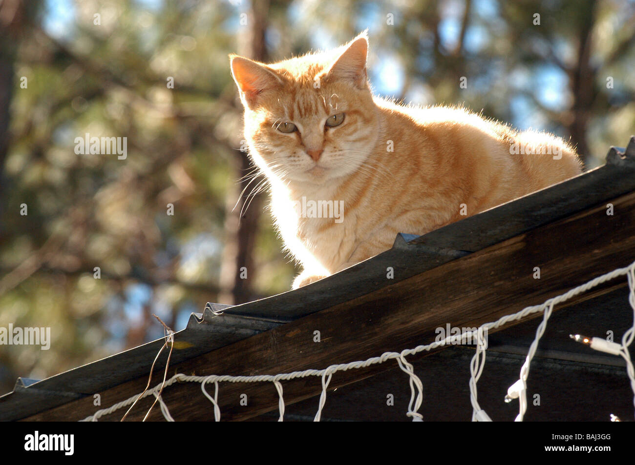 Ginger Farm cat in tin roof Stock Photo - Alamy