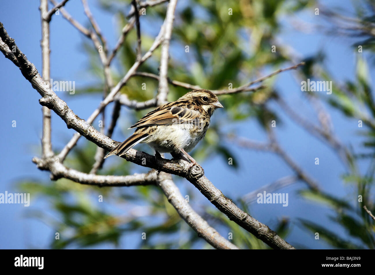 Rustic bunting (Emberiza rustica latifascia Stock Photo - Alamy