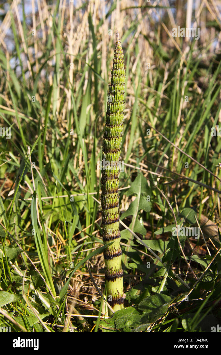 Great Horsetail equisetum telmateia stem before the pine like needle ...