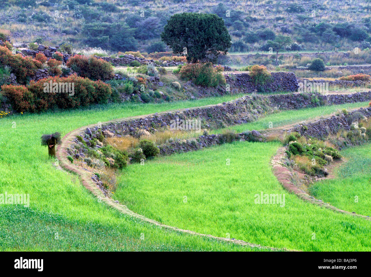 Woman carrying sticks on her back in terraced fields near As Soudah ...