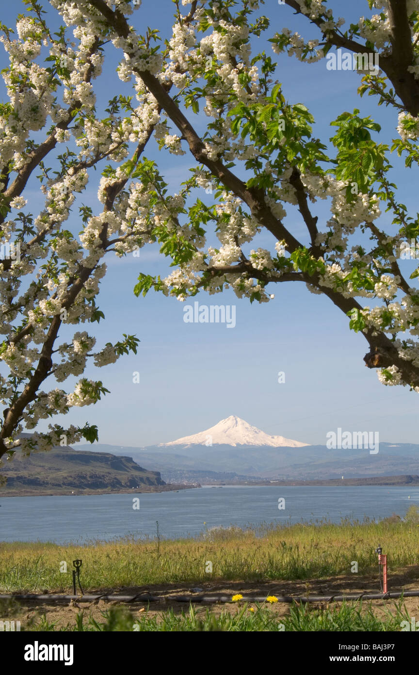 Oregon cherry blossom trees hi-res stock photography and images - Alamy