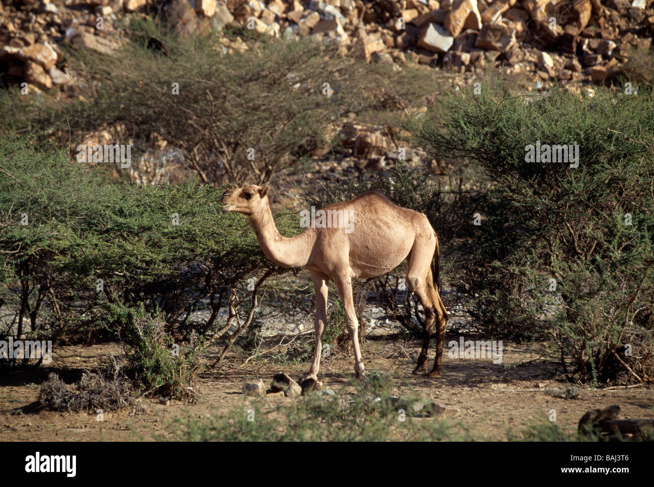 Dromedary camels roam desert hills near Bishah Kingdom of Saudi Arabia ...