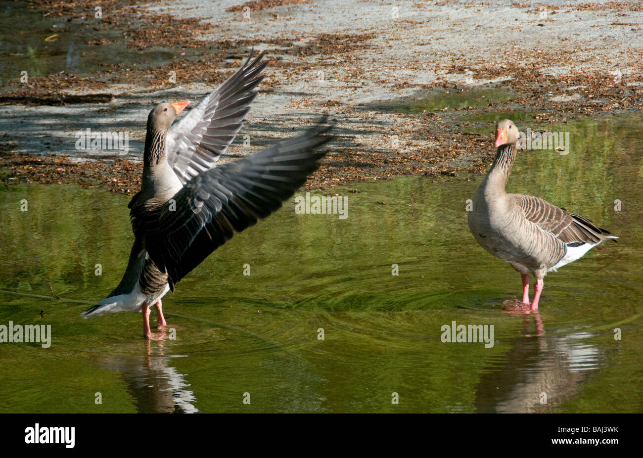Geese flapping wings hi-res stock photography and images - Alamy
