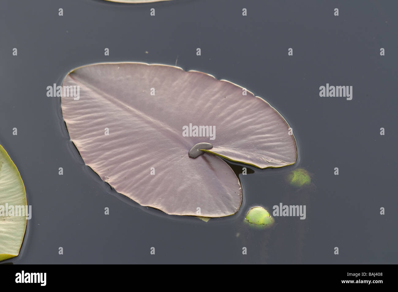 Lilly pad hi-res stock photography and images - Alamy