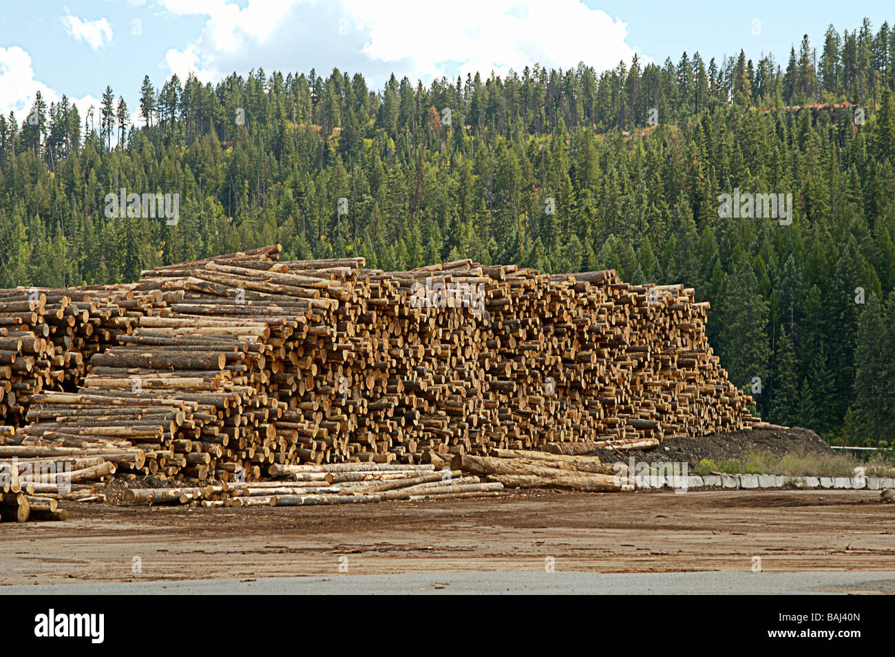 Forest Inventory High Resolution Stock Photography and Images - Alamy