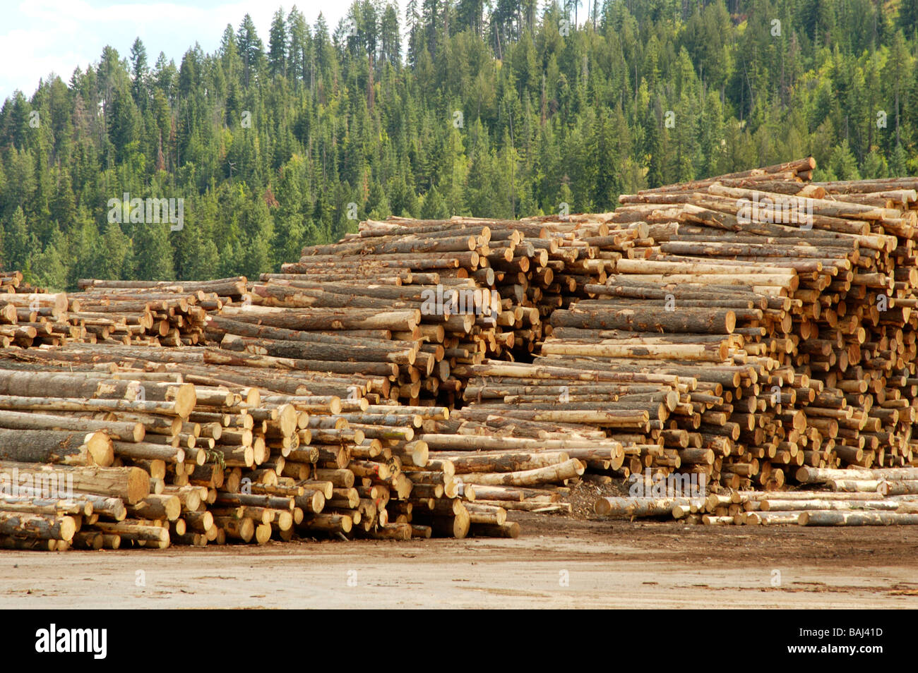 Forest inventory hi-res stock photography and images - Alamy