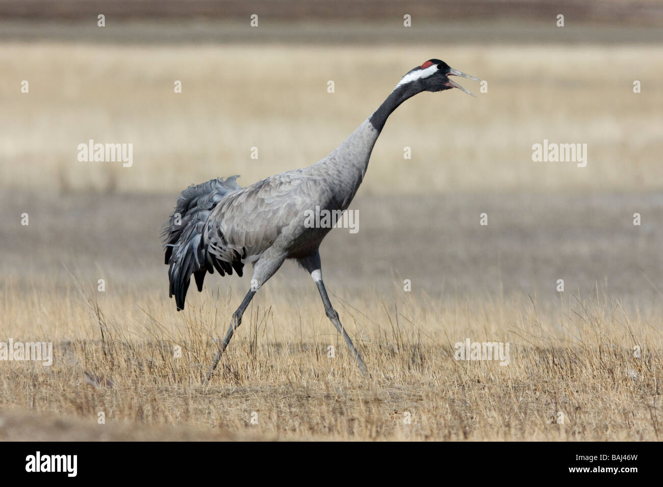 Common crane hi-res stock photography and images - Alamy