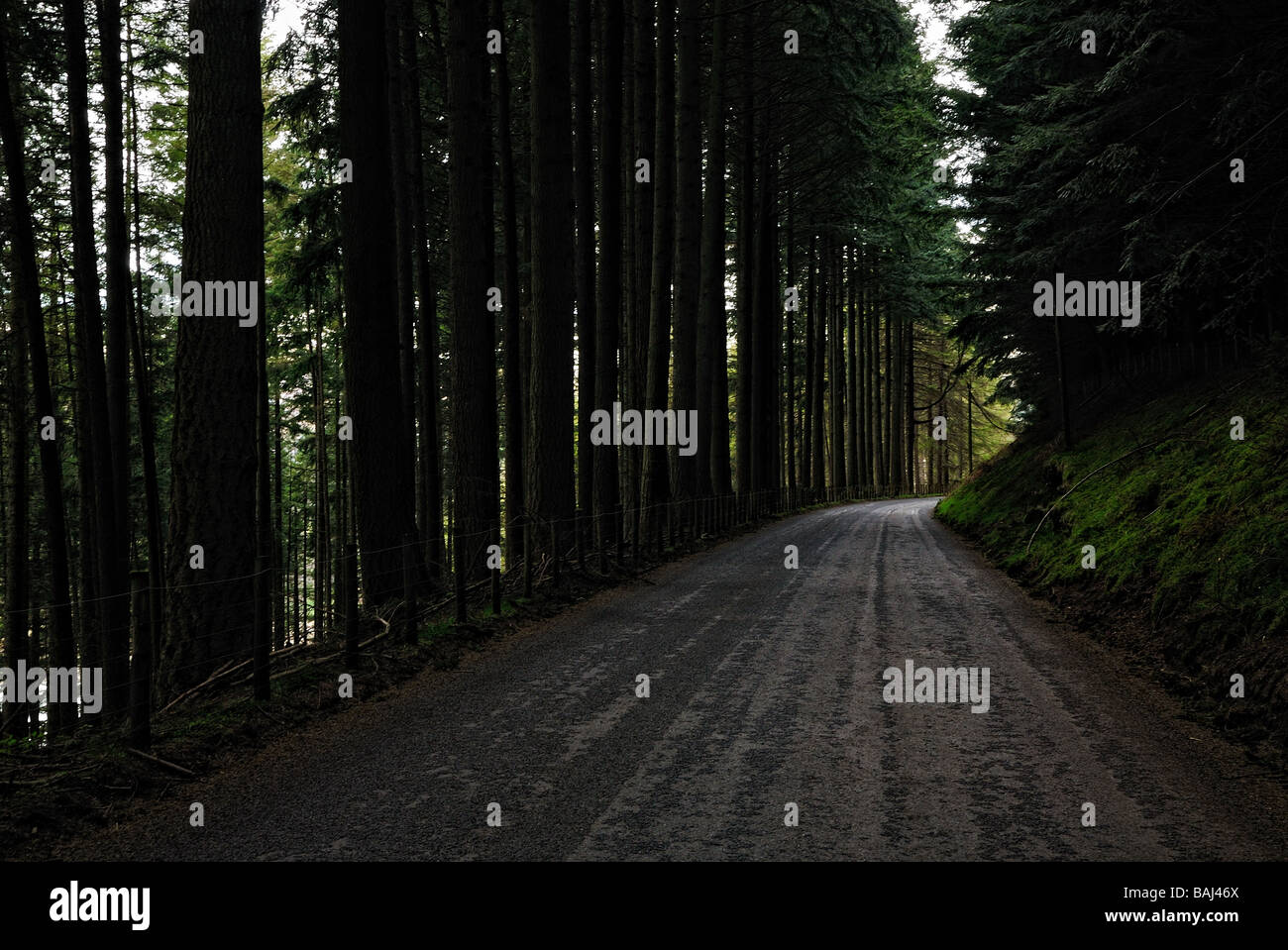 Forest Road Wales Stock Photo - Alamy