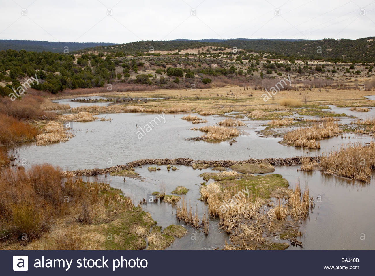Beaver And Dam High Resolution Stock Photography and Images - Alamy
