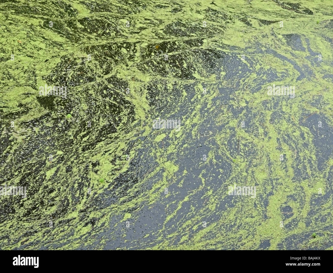common duckweed common waterlens Lemna minor water plant covering the ...