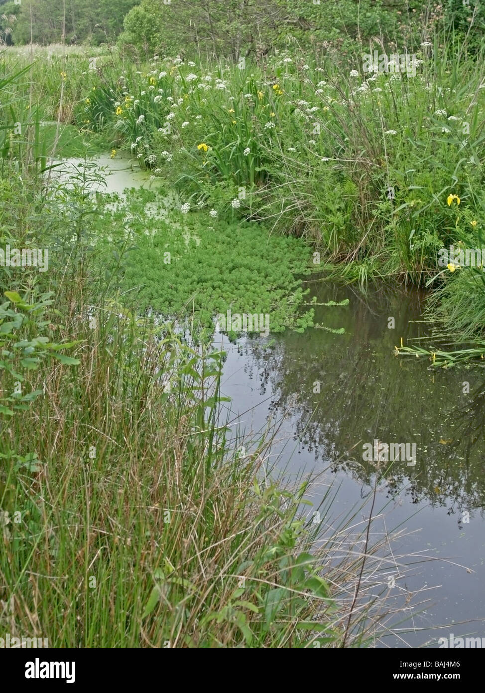 little runnel with Lesser Duckweed Lemna minor in department Landes ...