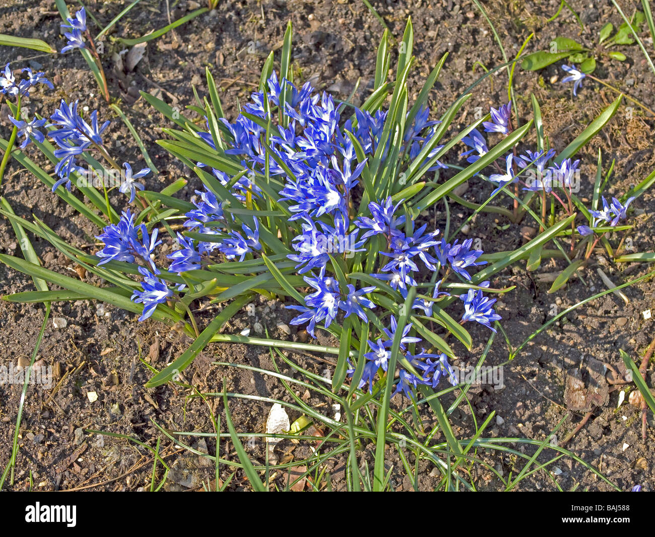 Scilla bifolia blue flower in blossom in the Springtime in wildlife ...
