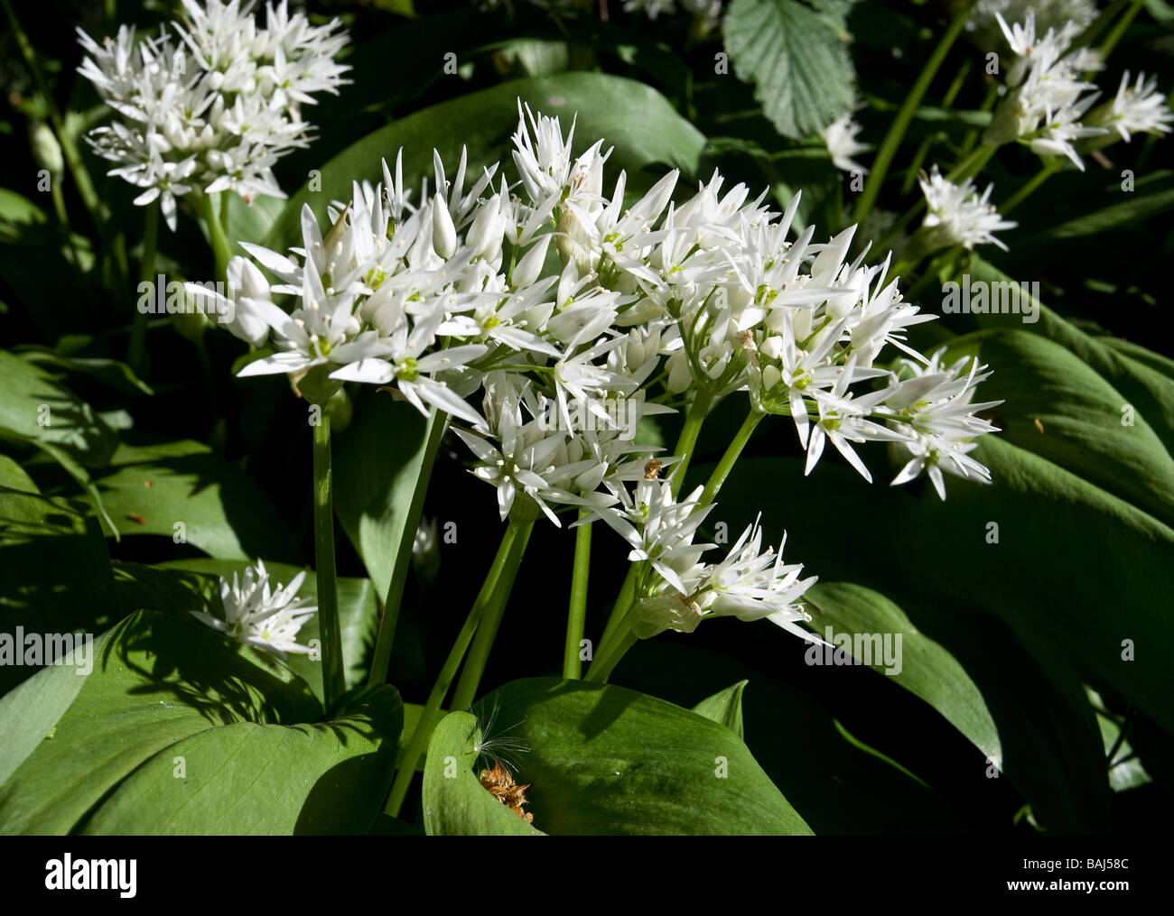 Wild Garlic Growing in Woodland Stock Photo - Alamy