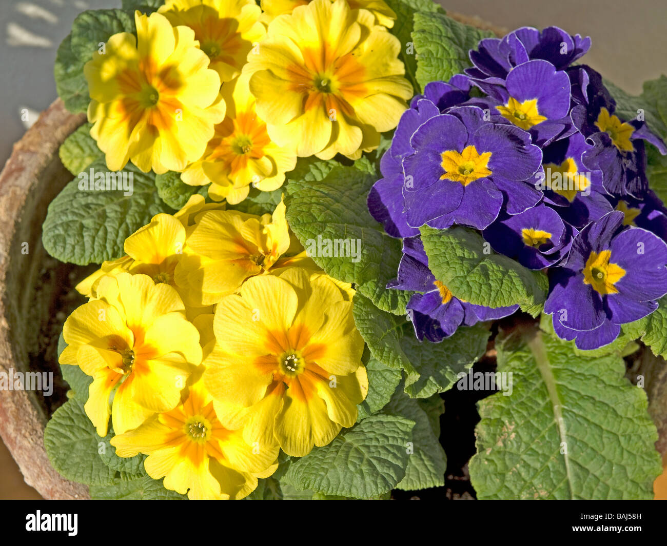 flowers of Primula vulgaris in pot Stock Photo - Alamy