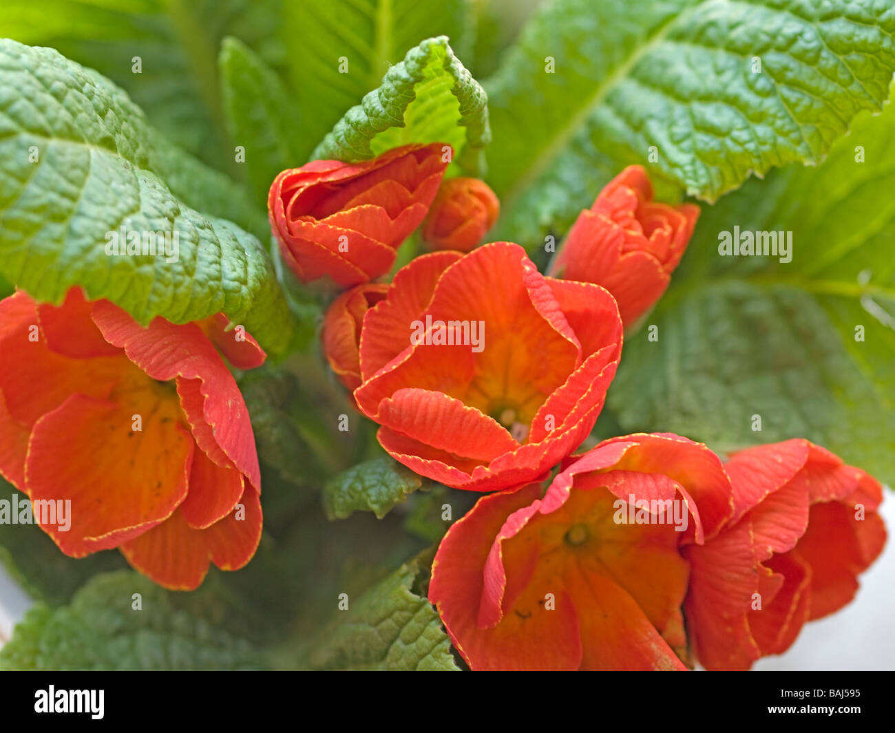 flowers of Primula vulgaris Stock Photo - Alamy