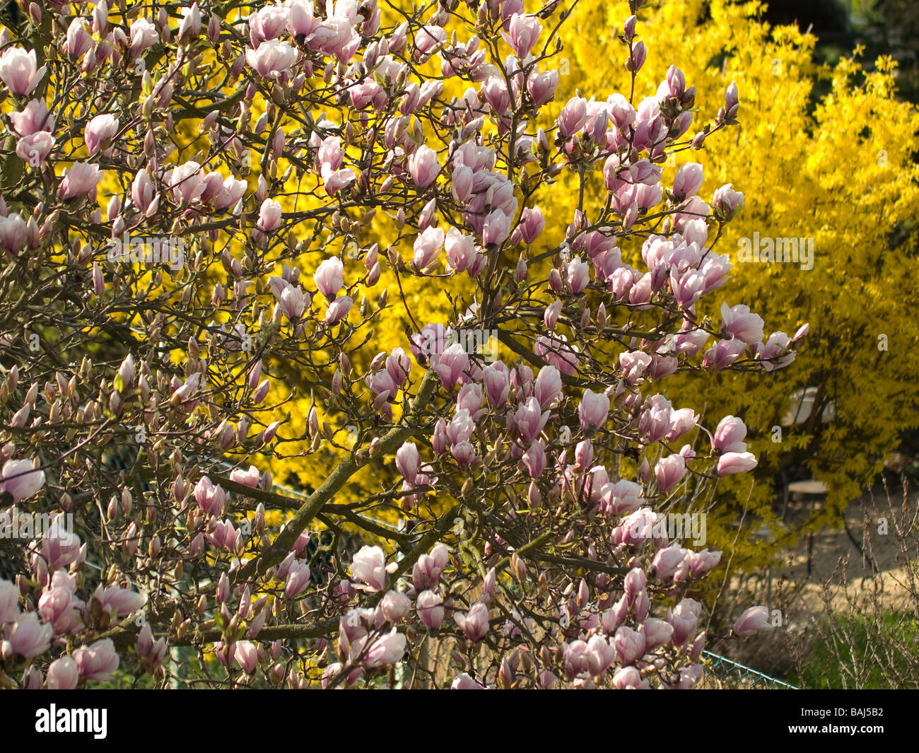 saucer magnolia magnolia soulangeana in the background Forsythia ...