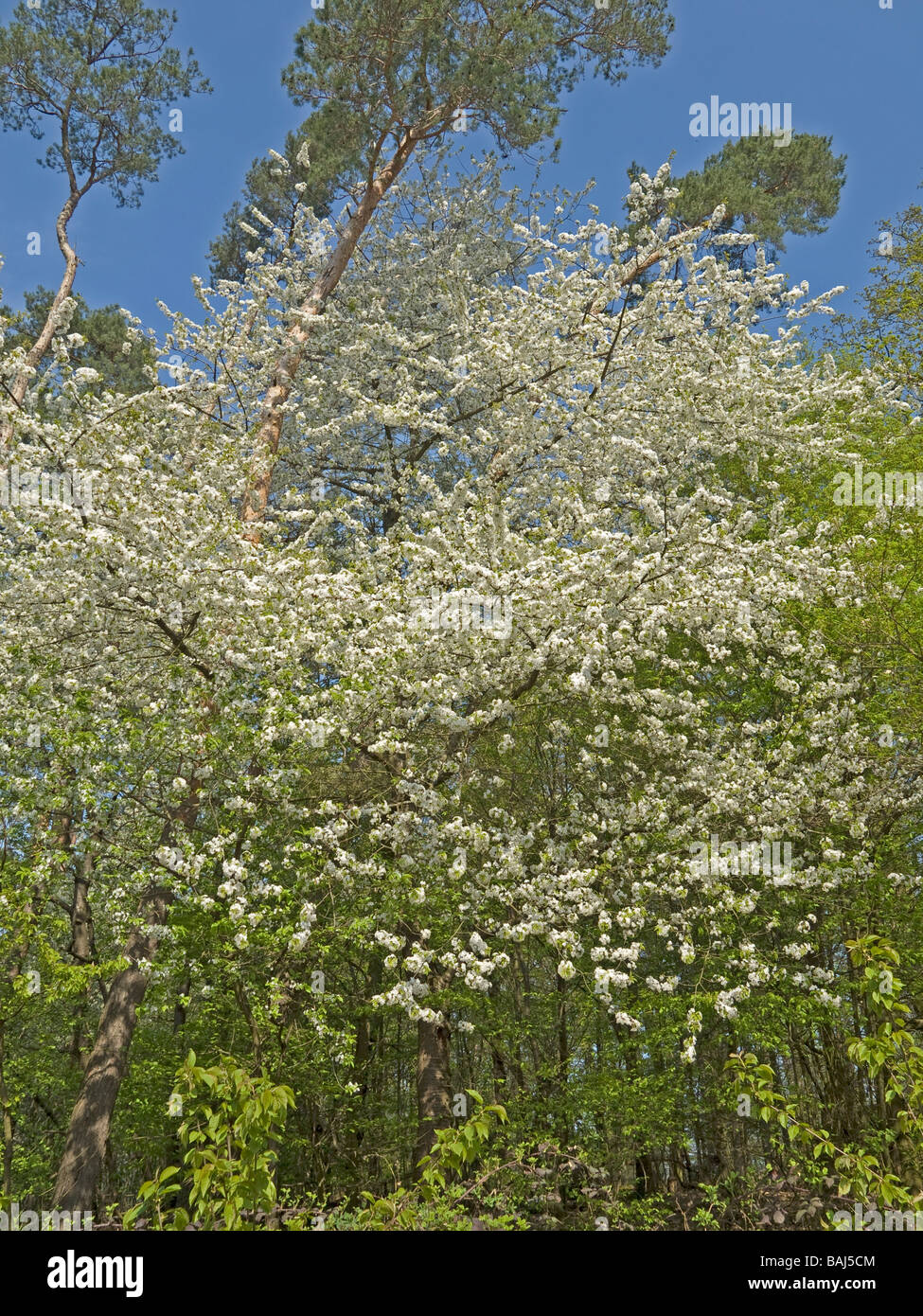 flowering cherry trees with fresh blossoms near by Ortenberg Hesse ...