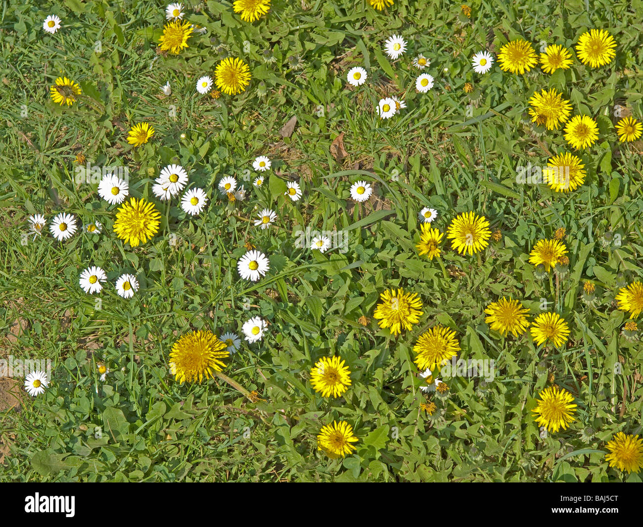 Dandelion and Daisy on the meadow in Vogelsberg Hesse Germany Stock ...