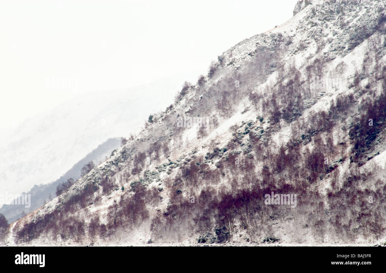 Hillside trees in winter Stock Photo - Alamy