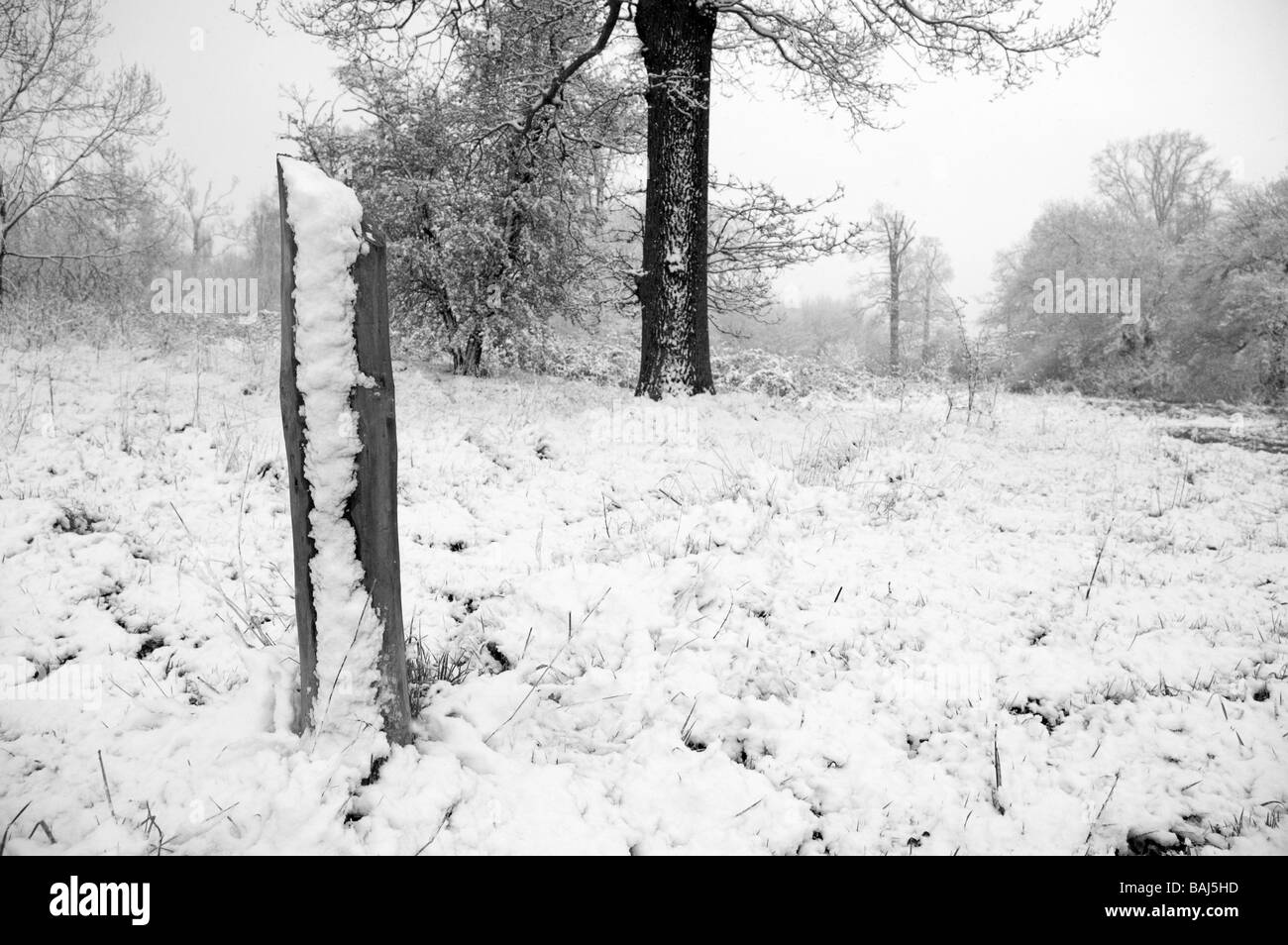 Trees in snow winter park Black and White Stock Photos & Images - Alamy