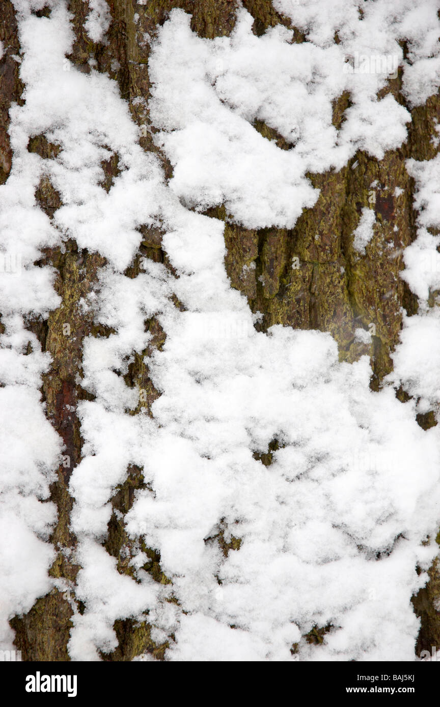 Snow on oak trees hi-res stock photography and images - Alamy