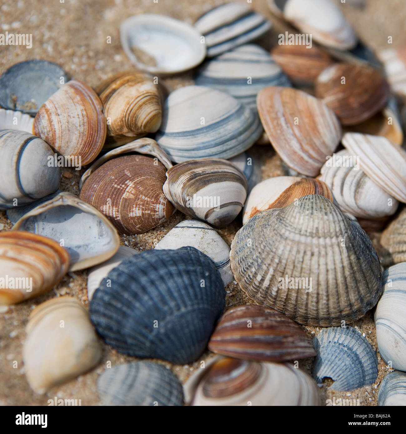 shells in the sand Stock Photo - Alamy