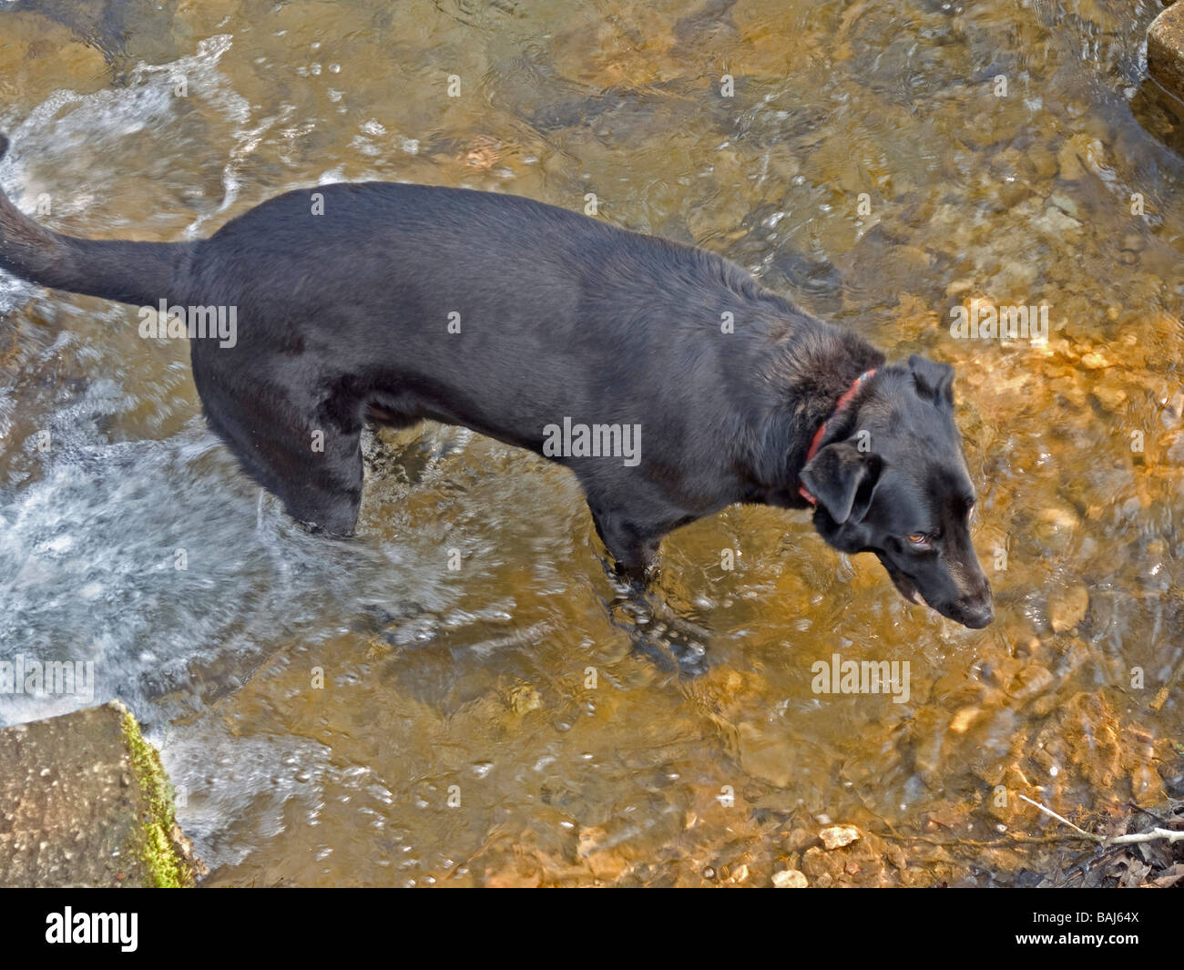 half breed Labrador standing in the runnel and drinking the water near ...