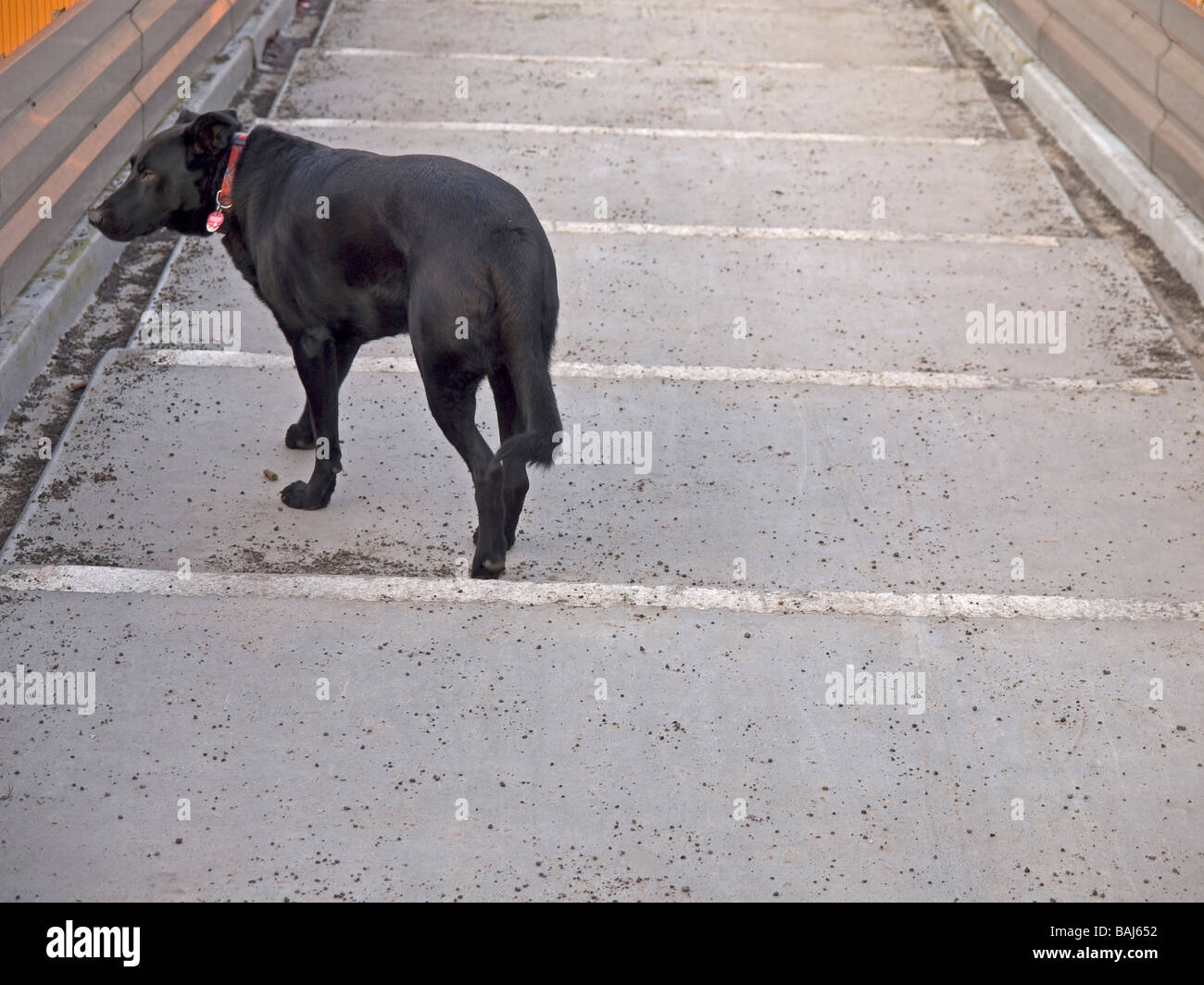 half breed Labrador going upstairs and watching back in Goldstein ...