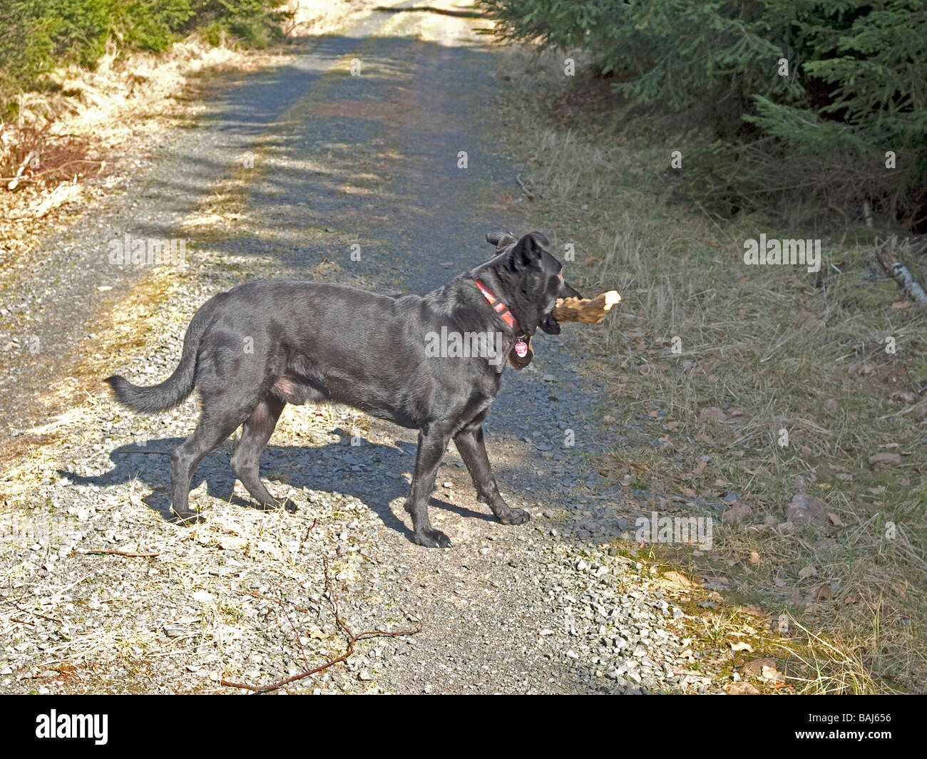 half breed Labrador standing on the way in Gettenbachtal with his stick ...