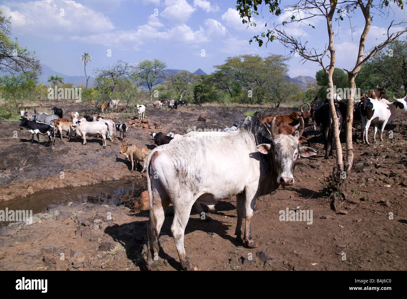 Herd of ethiopian cows hi-res stock photography and images - Alamy