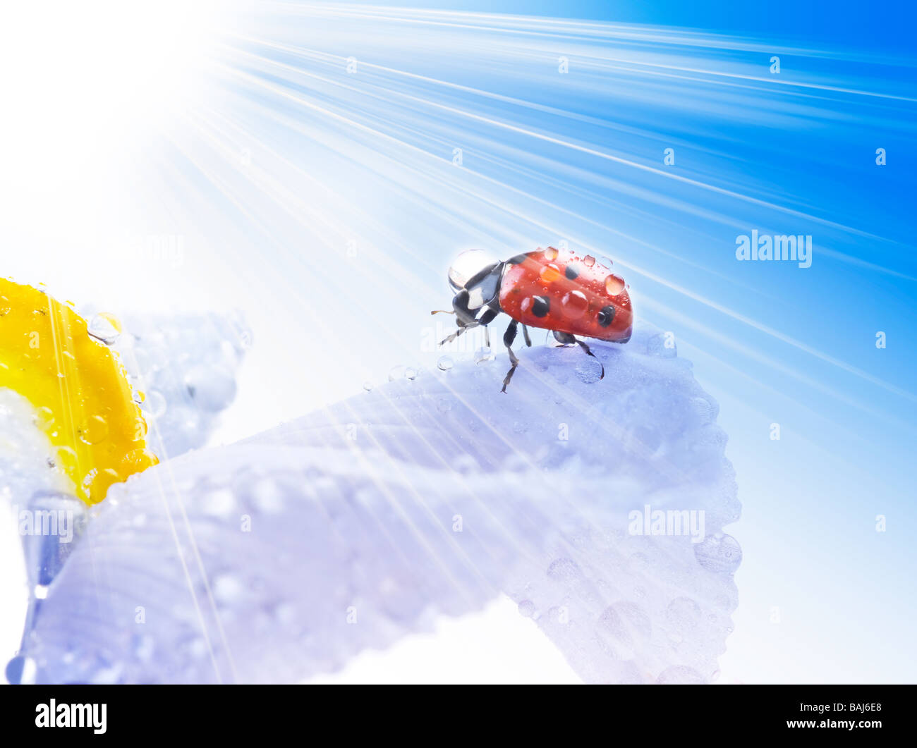 red summer ladybug on flower Stock Photo - Alamy